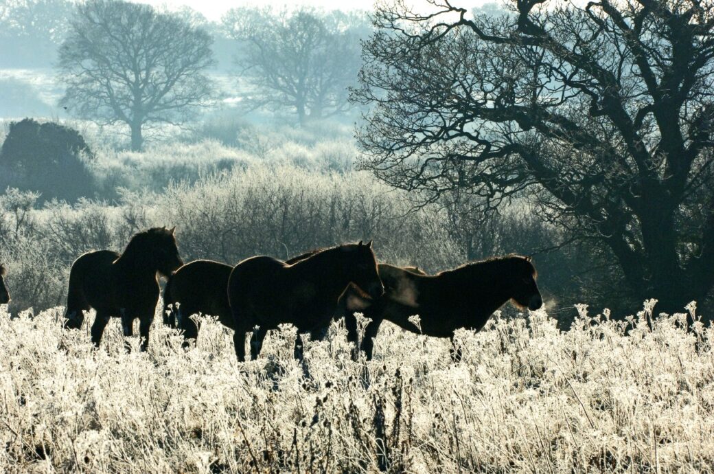 Knepp Castle: Rewilding in the heart of Sussex - Castles and Gardens of Europe